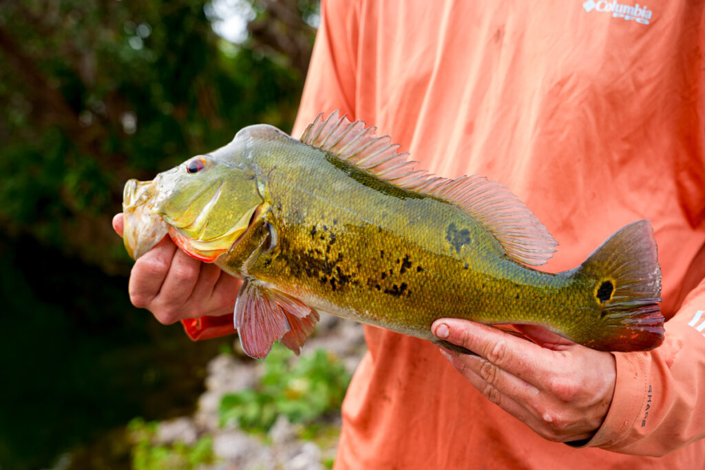 How To Catch Peacock Bass in Florida - Tyler's Fishing Adventures