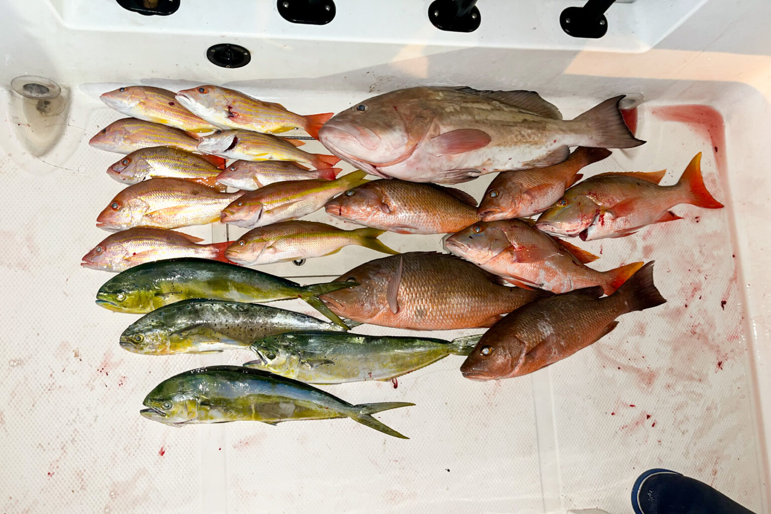 How to Catch Mangrove Snapper - Tyler's Fishing Adventures